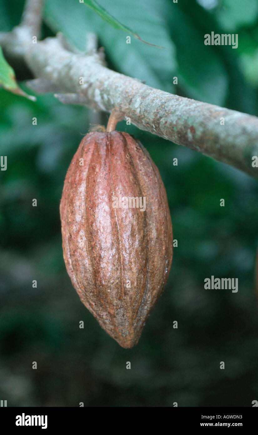 Cacao tree / Cocoa tree Stock Photo - Alamy