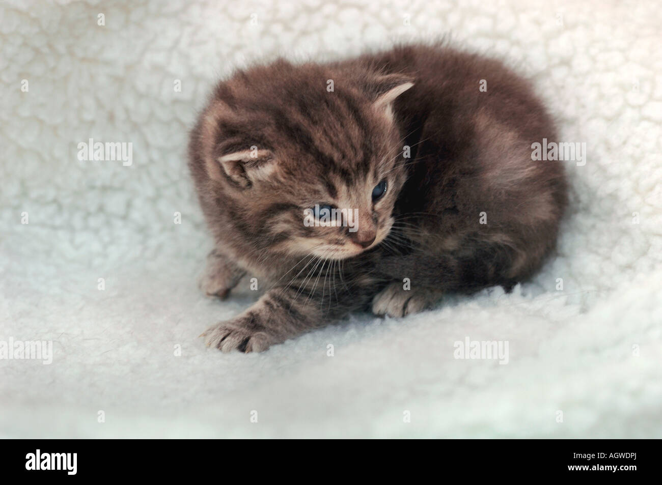 A 3 Week Old Kitten Stock Photo - Alamy