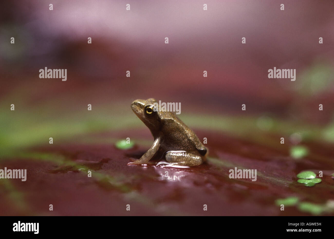 Life cycle of the frog hi-res stock photography and images - Alamy