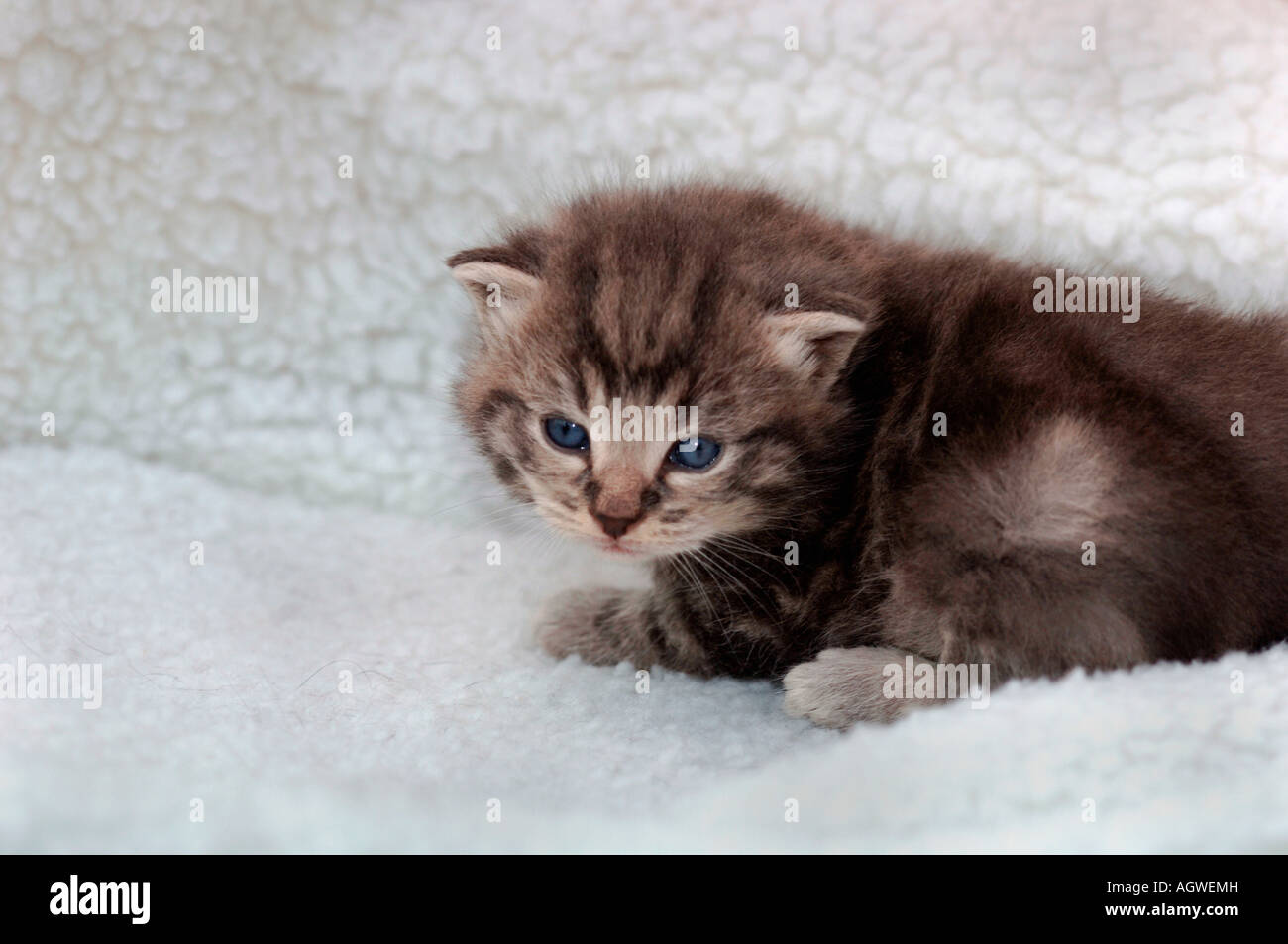 3 week old kitten hi-res stock photography and images - Alamy