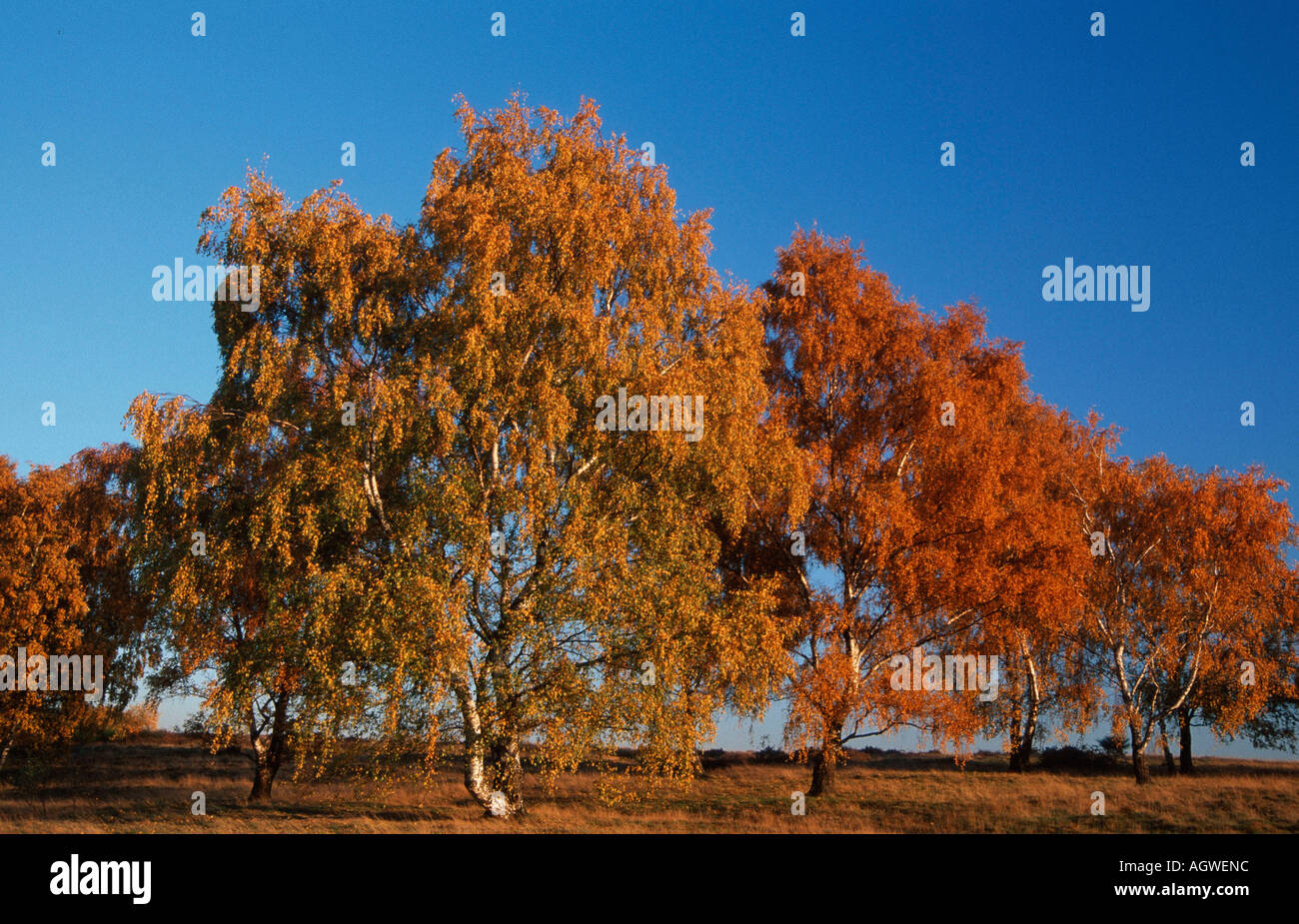 Silver birch trees in group hi-res stock photography and images - Alamy