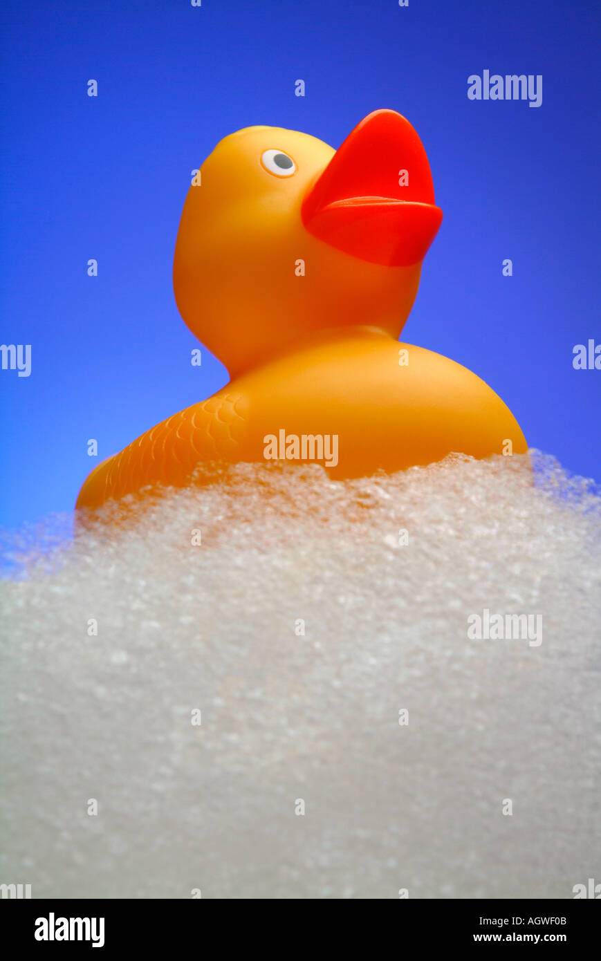 One single duck hi-res stock photography and images - Alamy