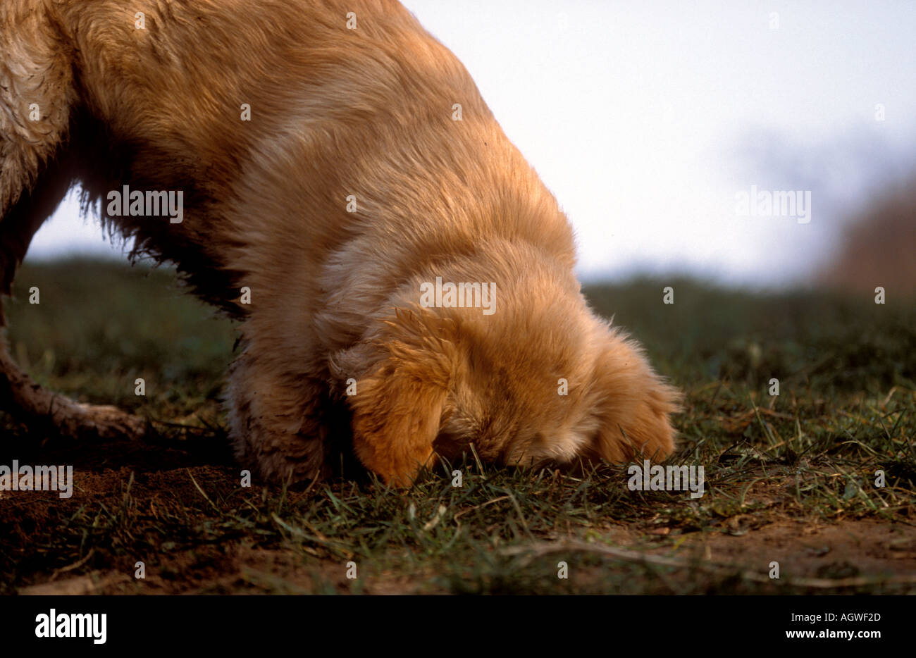 Golden retriever digging hi-res stock photography and images - Alamy