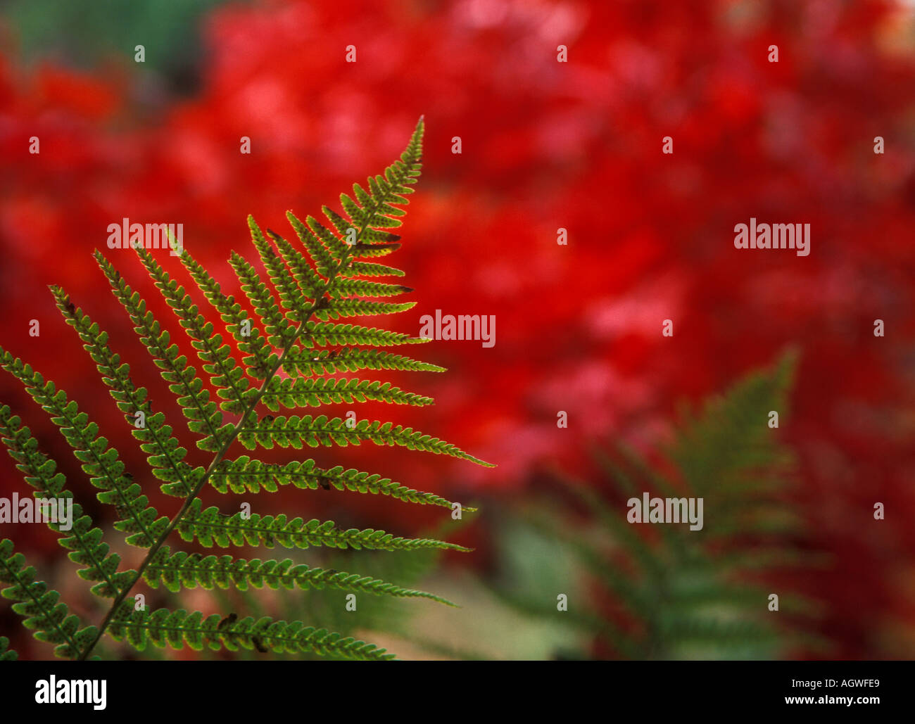 Splendid red autumn colours from an acer form the backdrop to the leaf ...