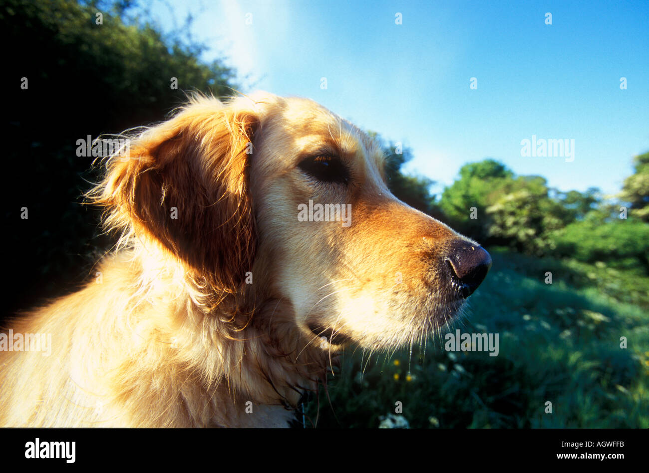 Golden retriever nostril hi-res stock photography and images - Alamy