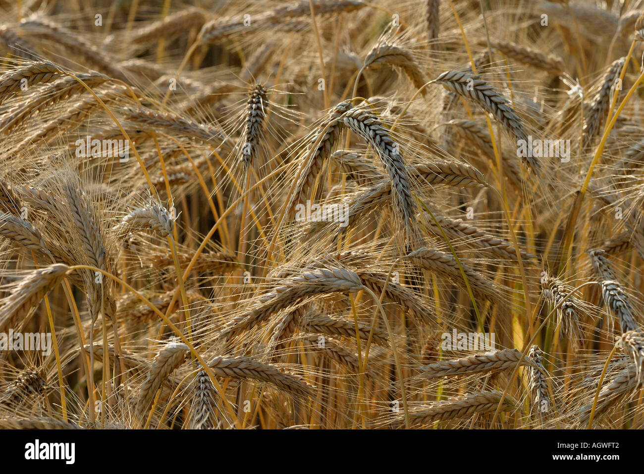Germany roggen hi-res stock photography and images - Alamy