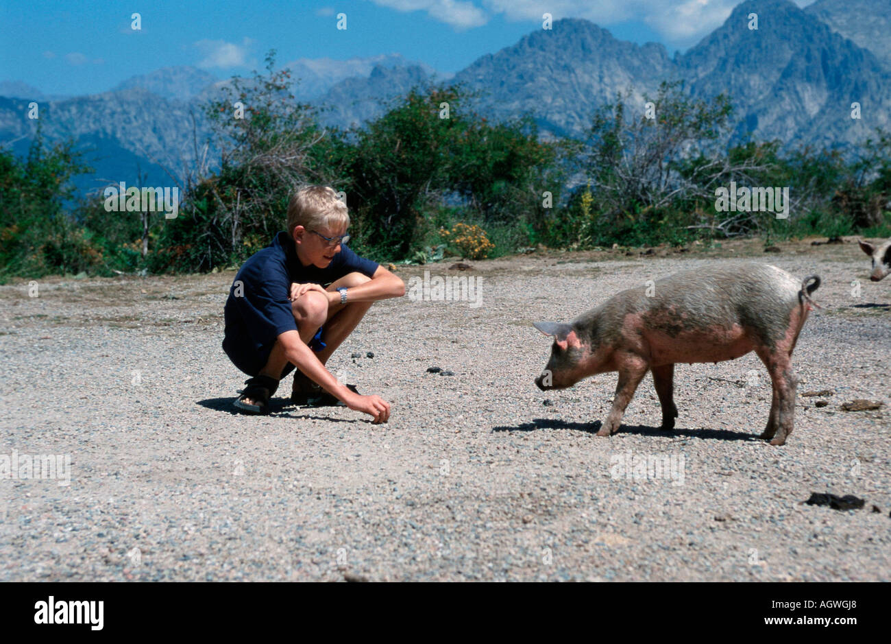 Boy pig farm hi-res stock photography and images - Alamy