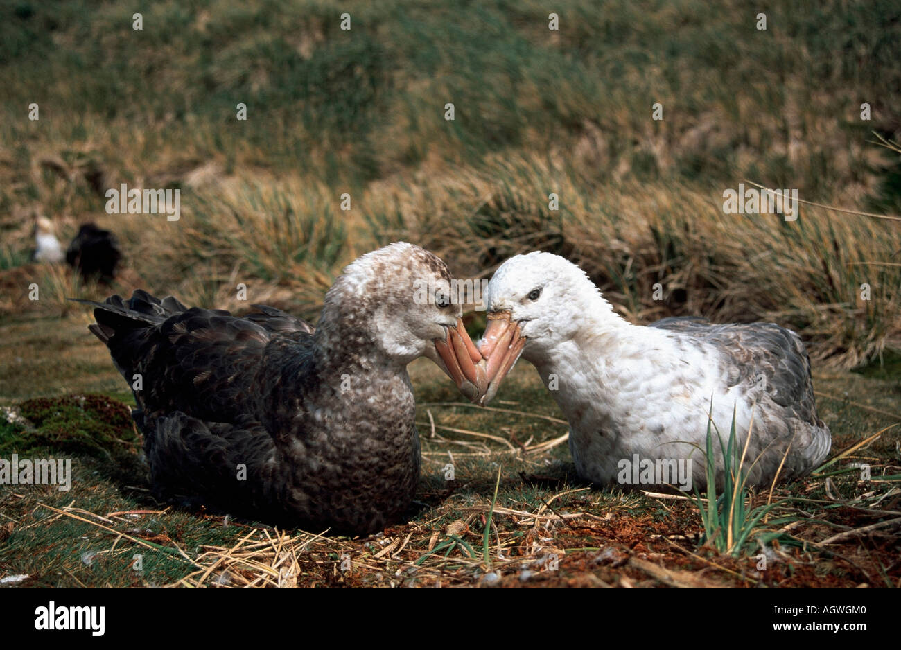 Southern Giant Fulmar / Southern Giant Petrel Stock Photo - Alamy