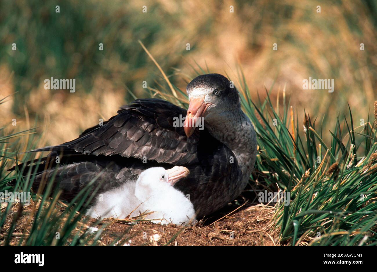 Southern Giant Petrel / Southern Giant Fulmar Stock Photo - Alamy