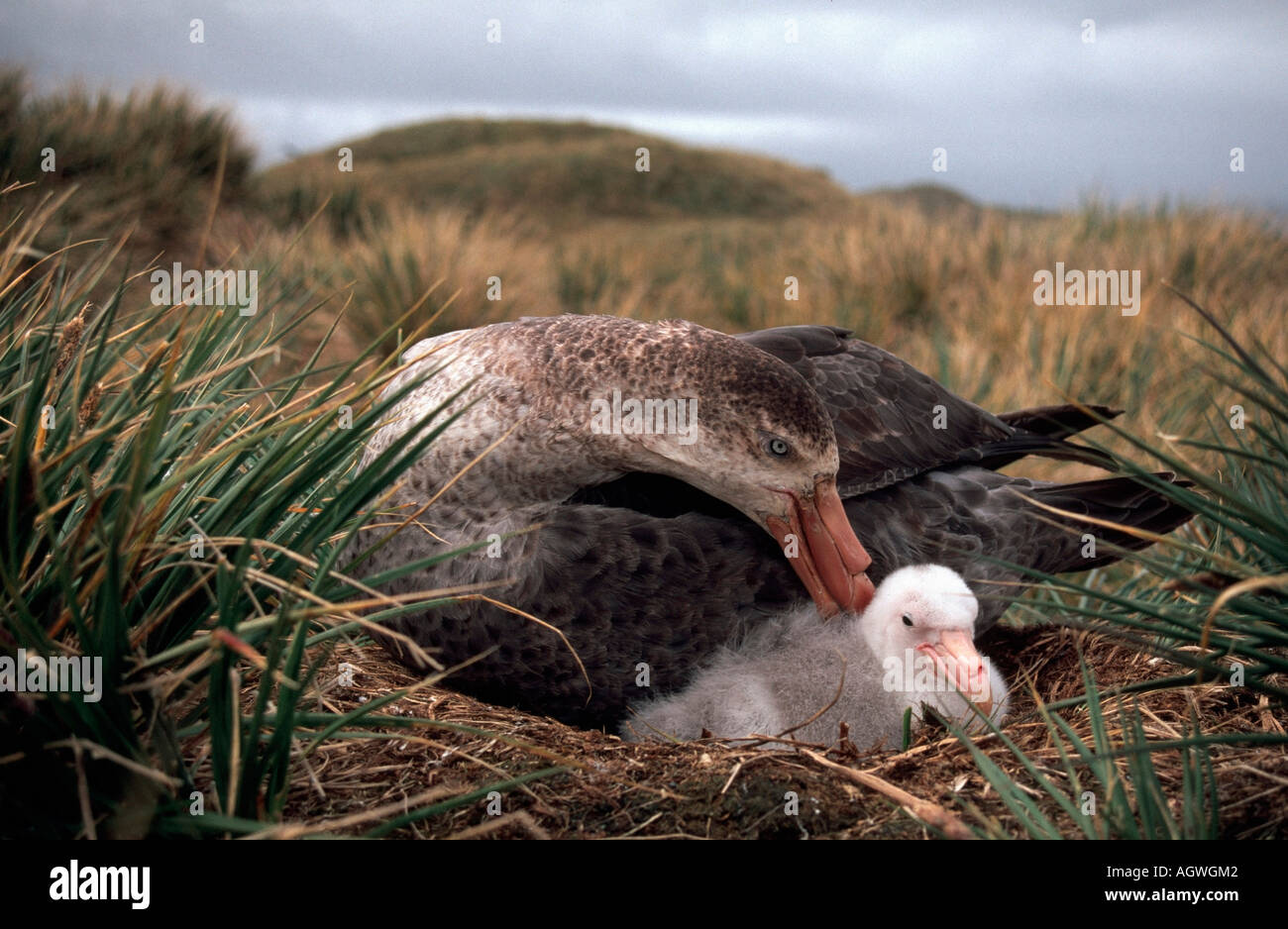 Southern Giant Petrel / Southern Giant Fulmar Stock Photo - Alamy