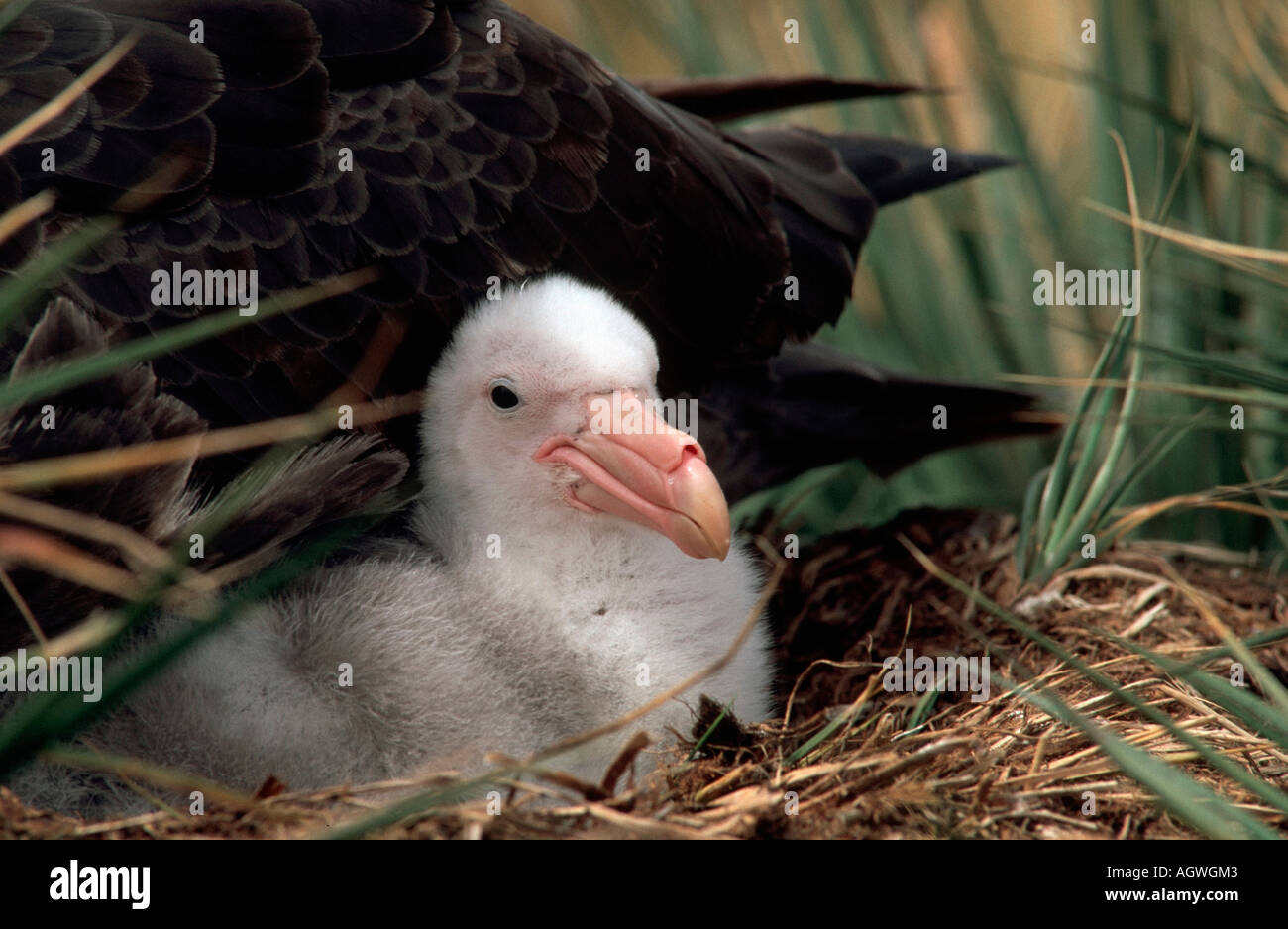 Southern Giant Petrel / Southern Giant Fulmar Stock Photo - Alamy