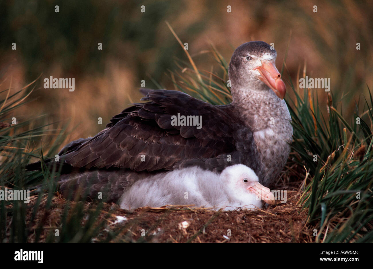 Southern Giant Petrel / Southern Giant Fulmar Stock Photo - Alamy