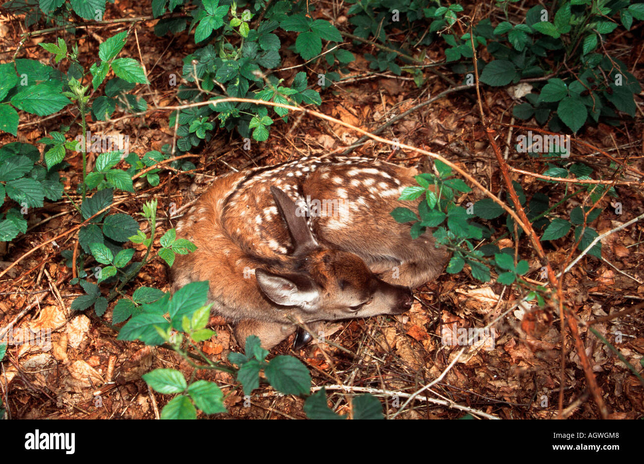 Rothirsch / Red Deer Stock Photo - Alamy