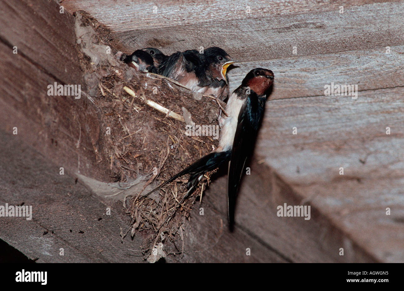 Barn Swallow / Rauchschwalbe Stock Photo - Alamy