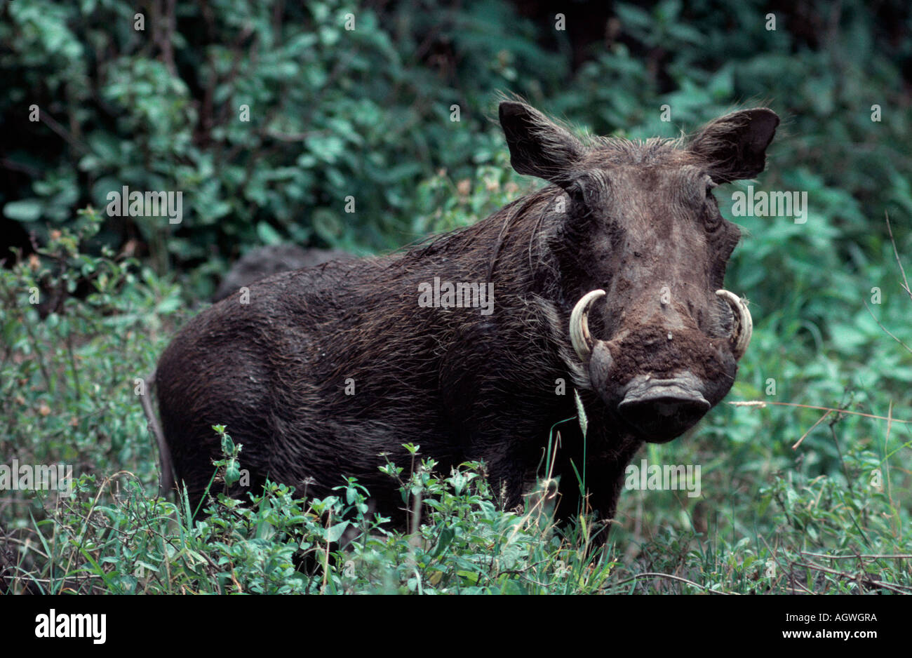 Warzenschwein hi-res stock photography and images - Alamy