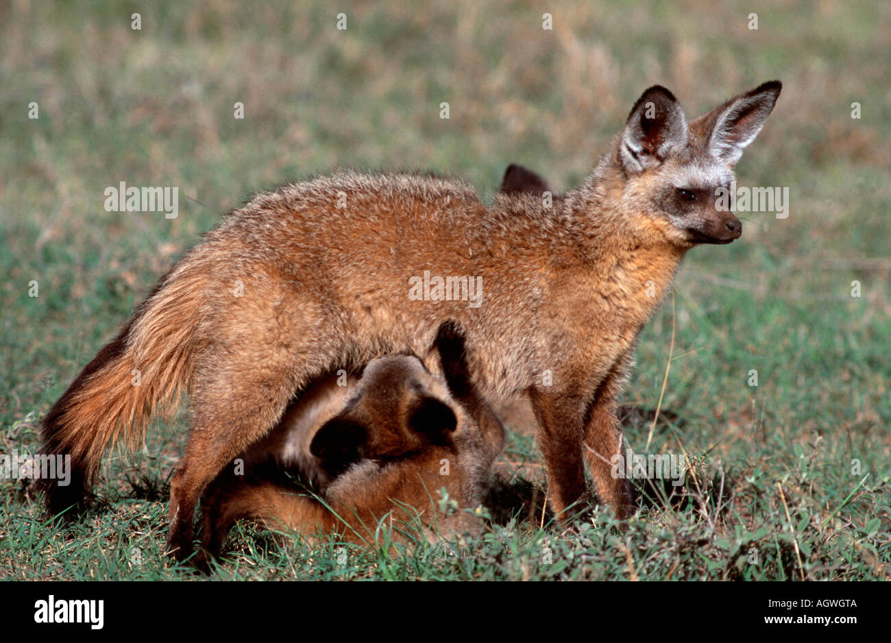 Kenya bat eared foxes hi-res stock photography and images - Alamy