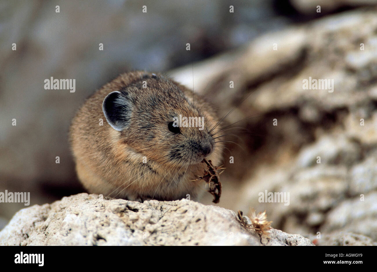 Alpine pika ochotona alpina hi-res stock photography and images - Alamy