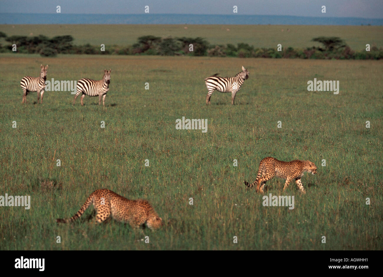 Cheetah and Zebra Stock Photo - Alamy
