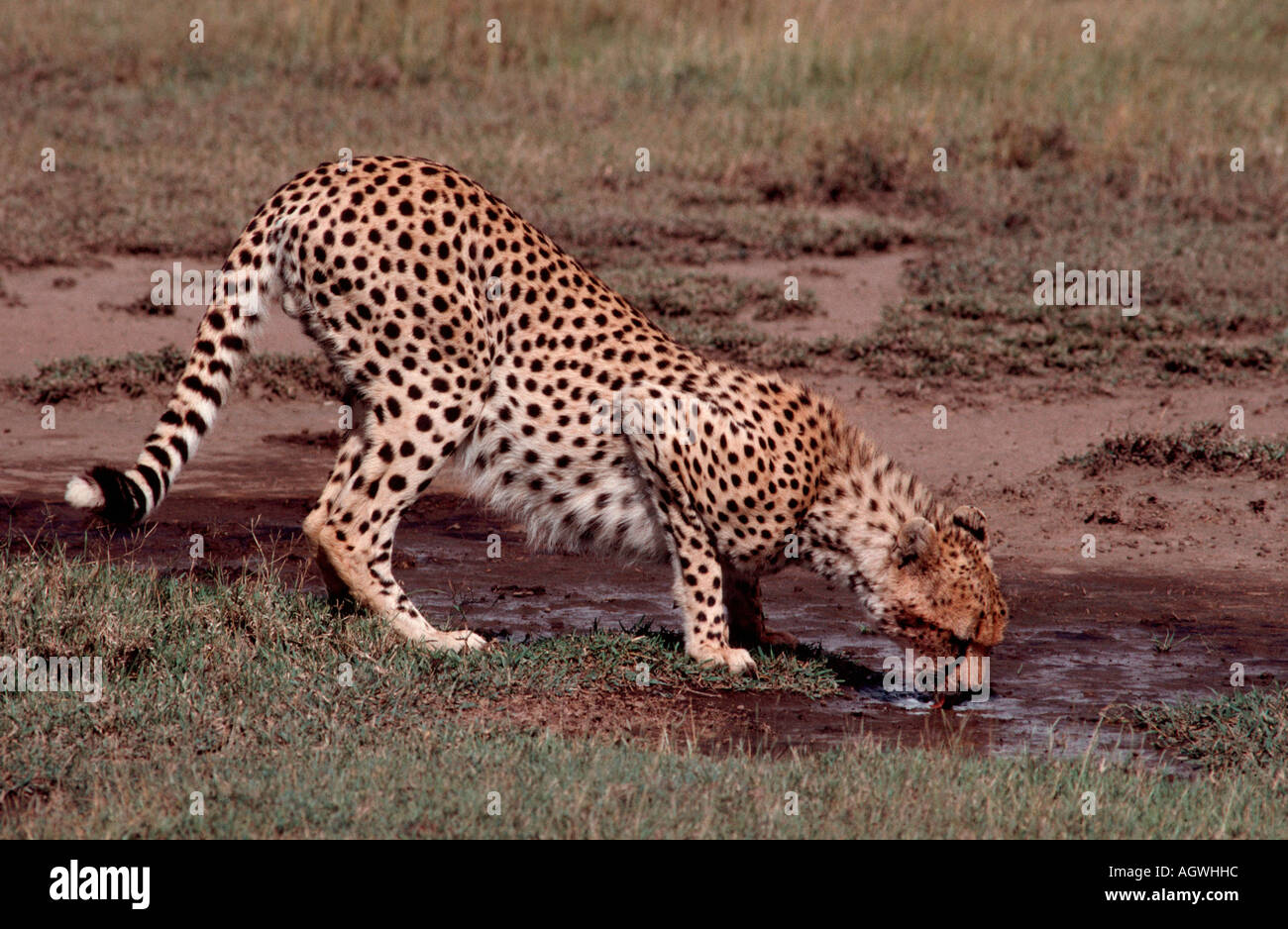 Cheetah / Gepard Stock Photo - Alamy