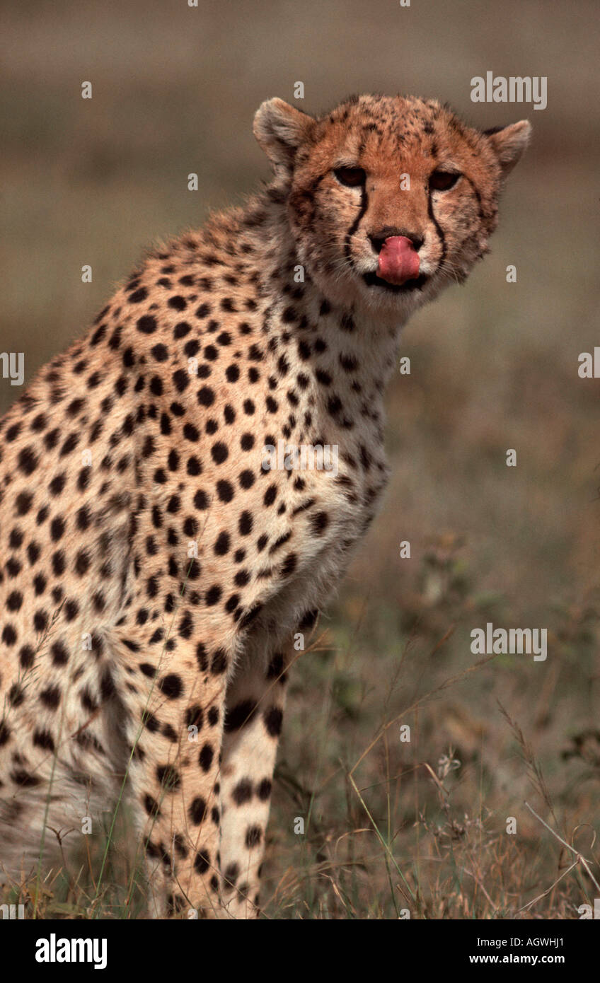 Cheetah / Gepard Stock Photo - Alamy