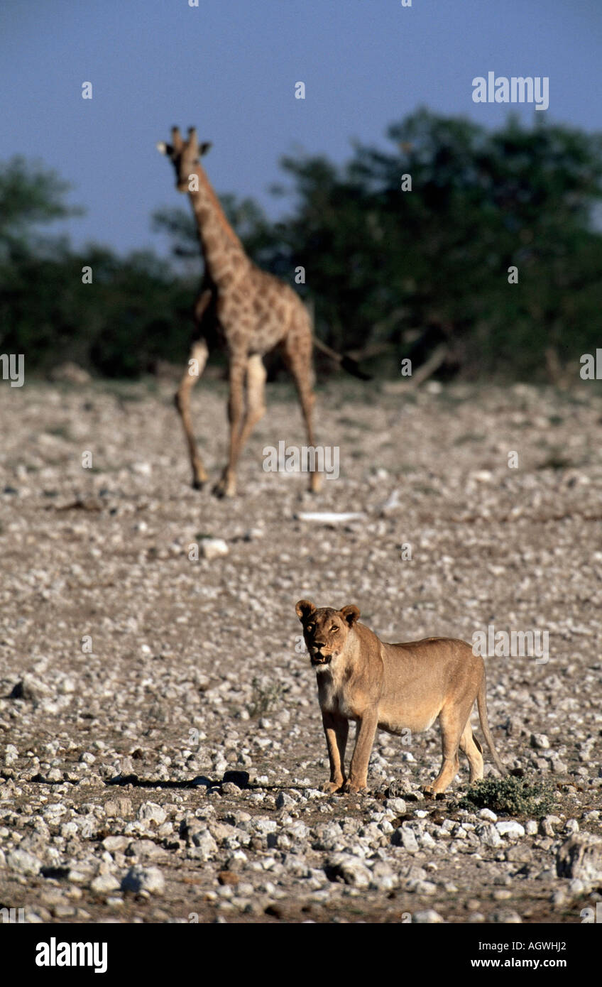 Lion and Giraffe Stock Photo - Alamy