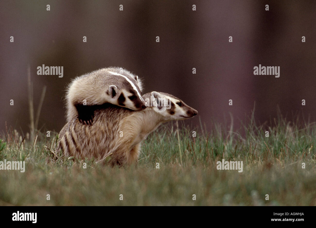 North American Badger Stock Photo - Alamy