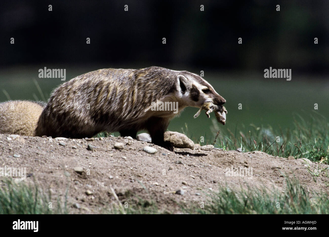 North American Badger Stock Photo - Alamy