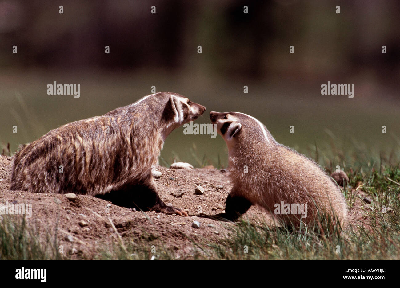 North American Badger Stock Photo - Alamy