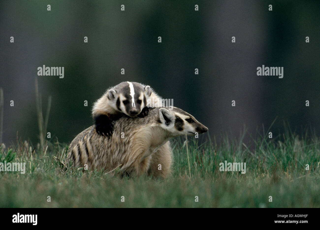 Young american badger hi-res stock photography and images - Alamy