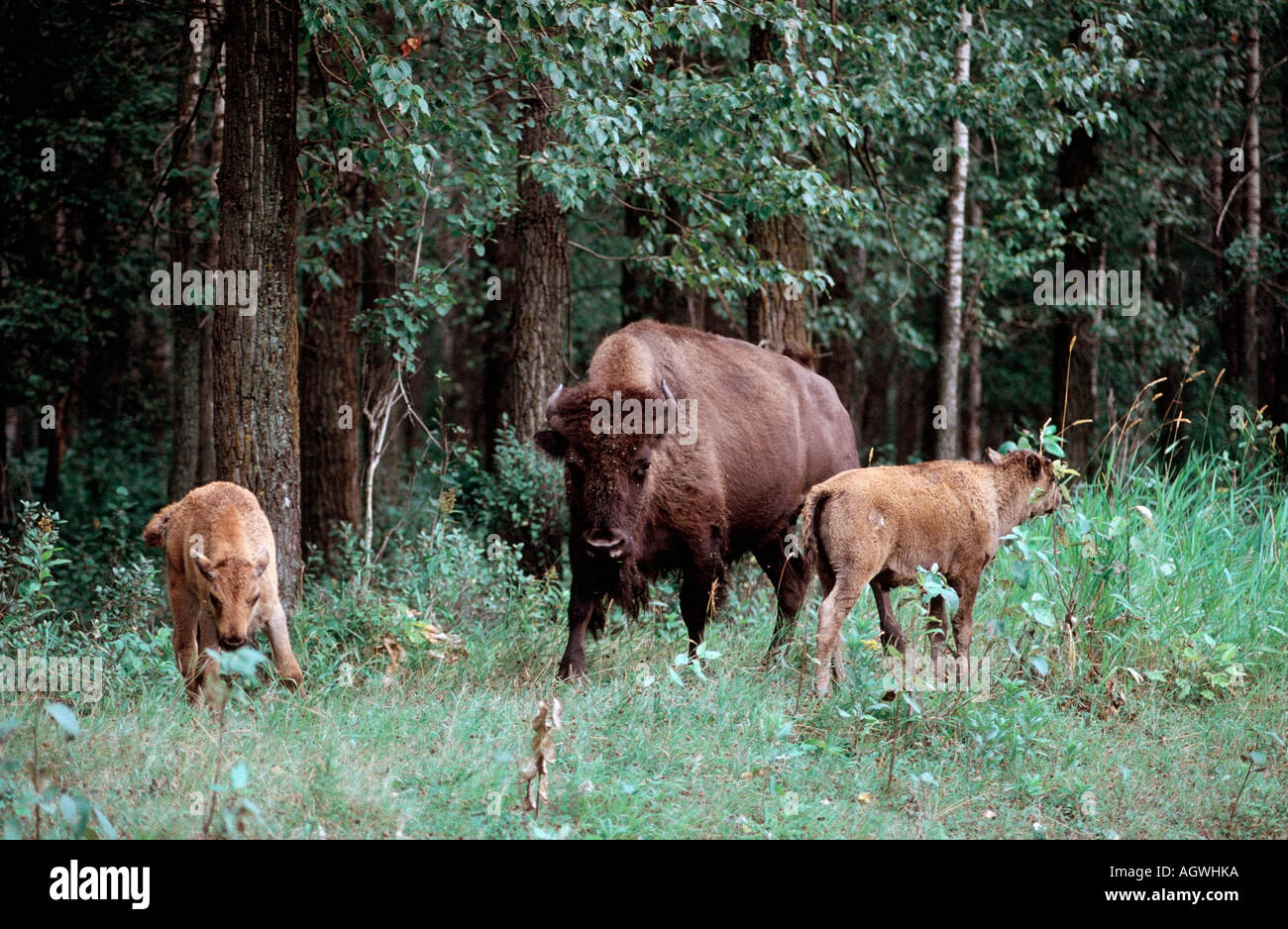 Wood buffalo national park canada hi-res stock photography and images ...