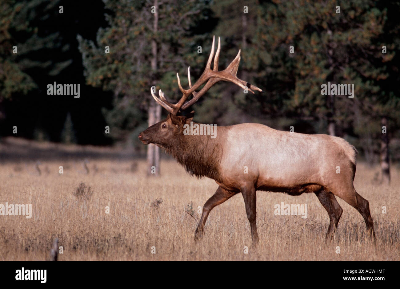 Wapiti / Elk Stock Photo - Alamy
