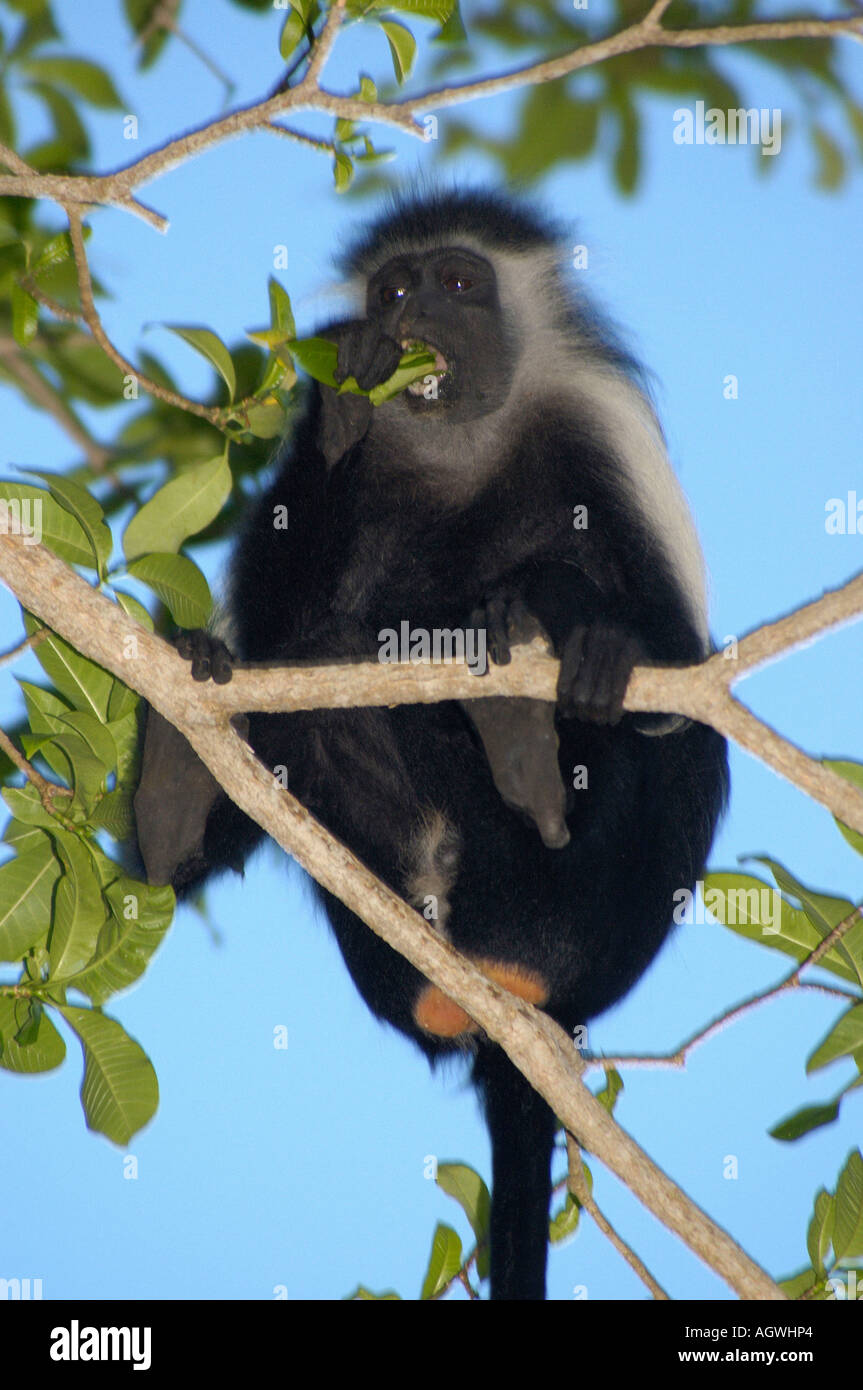 Diani beach monkey hi-res stock photography and images - Alamy
