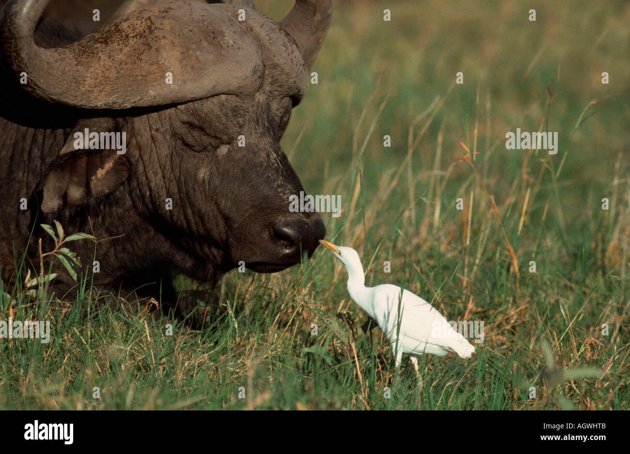 Cape Buffalo and Cattle Egret Stock Photo - Alamy