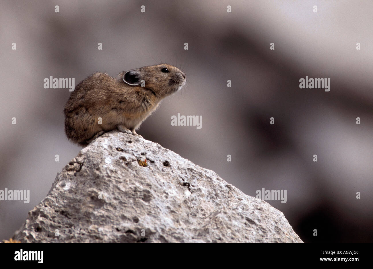 Alpine pika ochotona alpina hi-res stock photography and images - Alamy