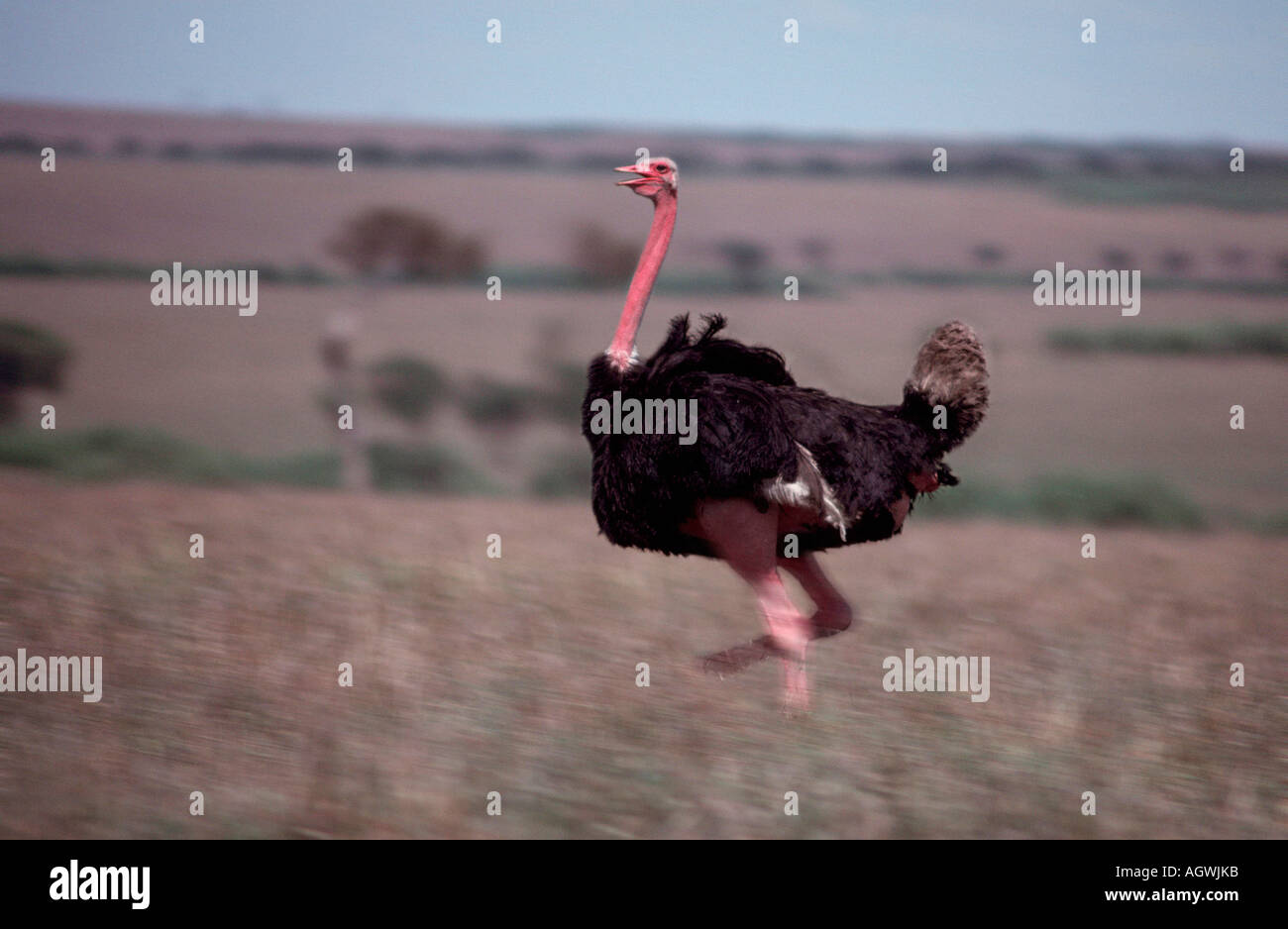 The game strauss hi-res stock photography and images - Alamy