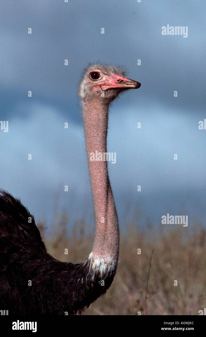 Ostrich / Strauss Stock Photo - Alamy