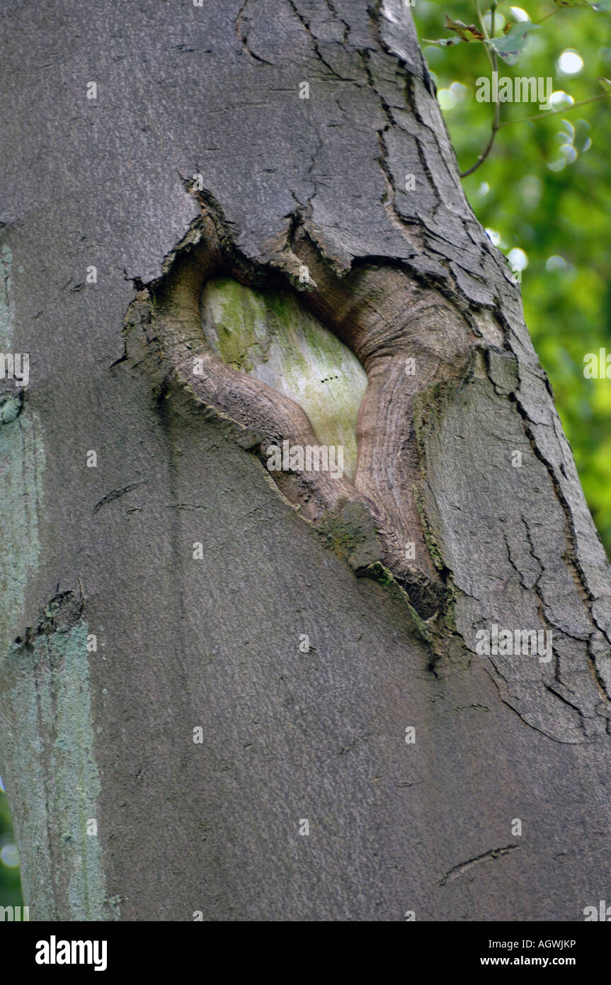 Heart shaped scar on tree bough Stock Photo - Alamy