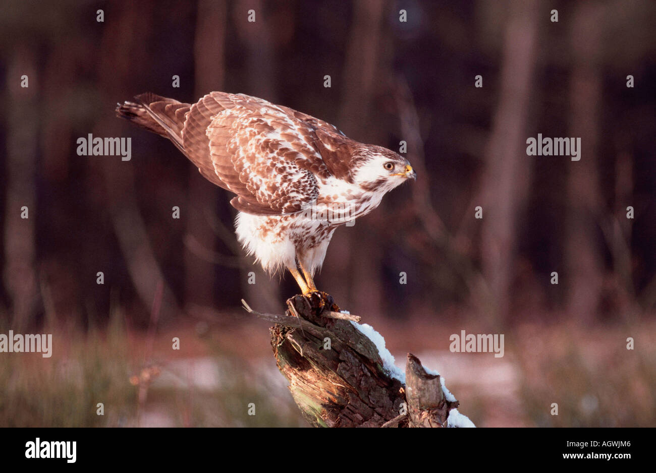 Common Buzzard / European Buzzard / Maeusebussard Stock Photo - Alamy