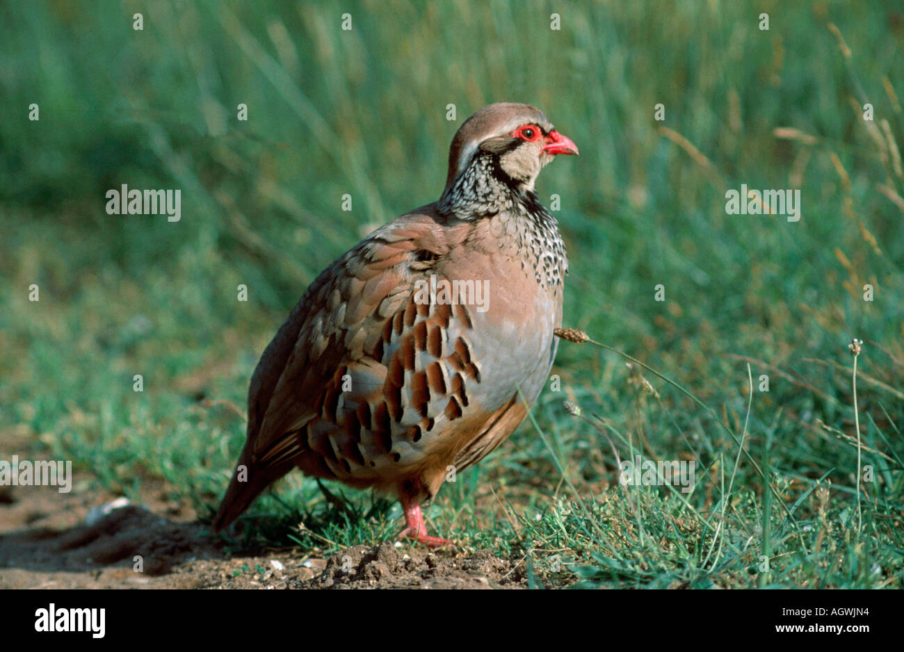 Red-legged Partridge / Rothuhn Stock Photo - Alamy