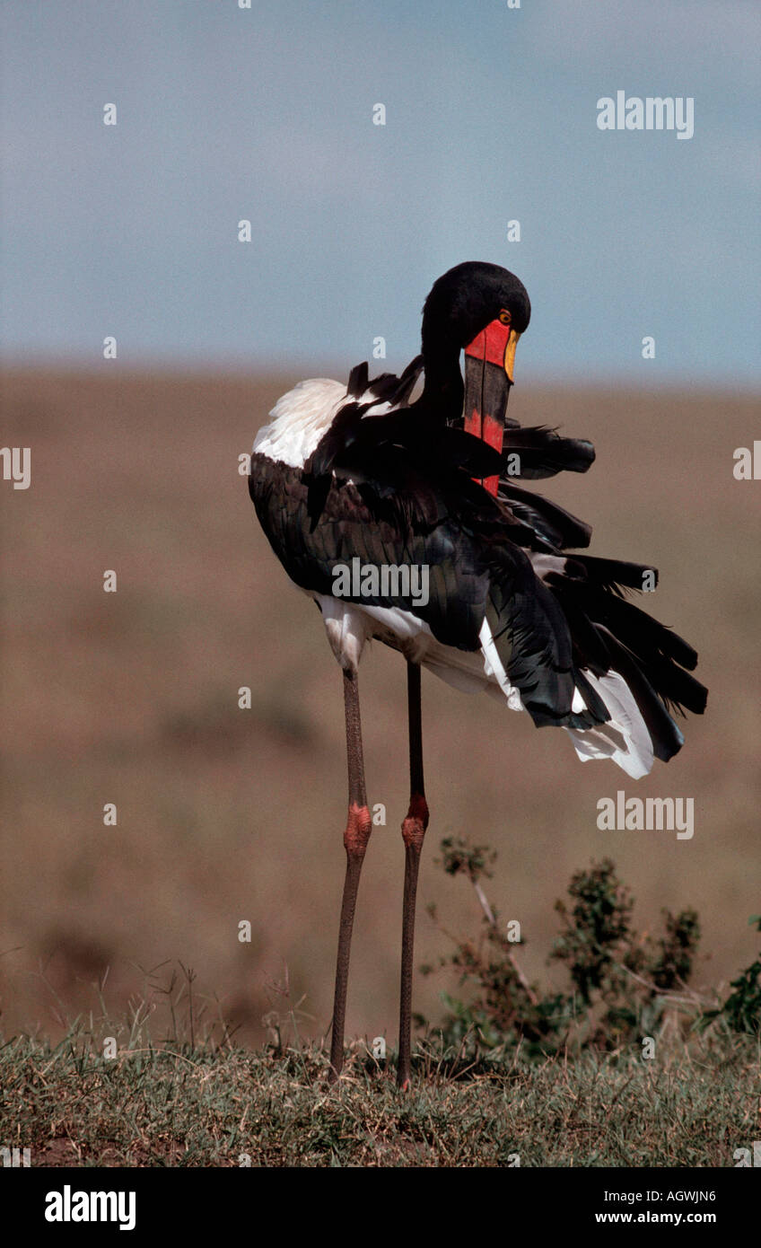 Saddle-bill Stork / Sattelstorch Stock Photo - Alamy