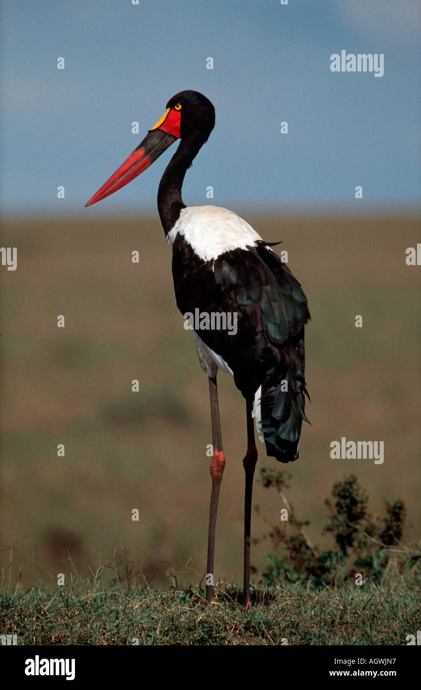 Saddle-bill Stork / Sattelstorch Stock Photo - Alamy