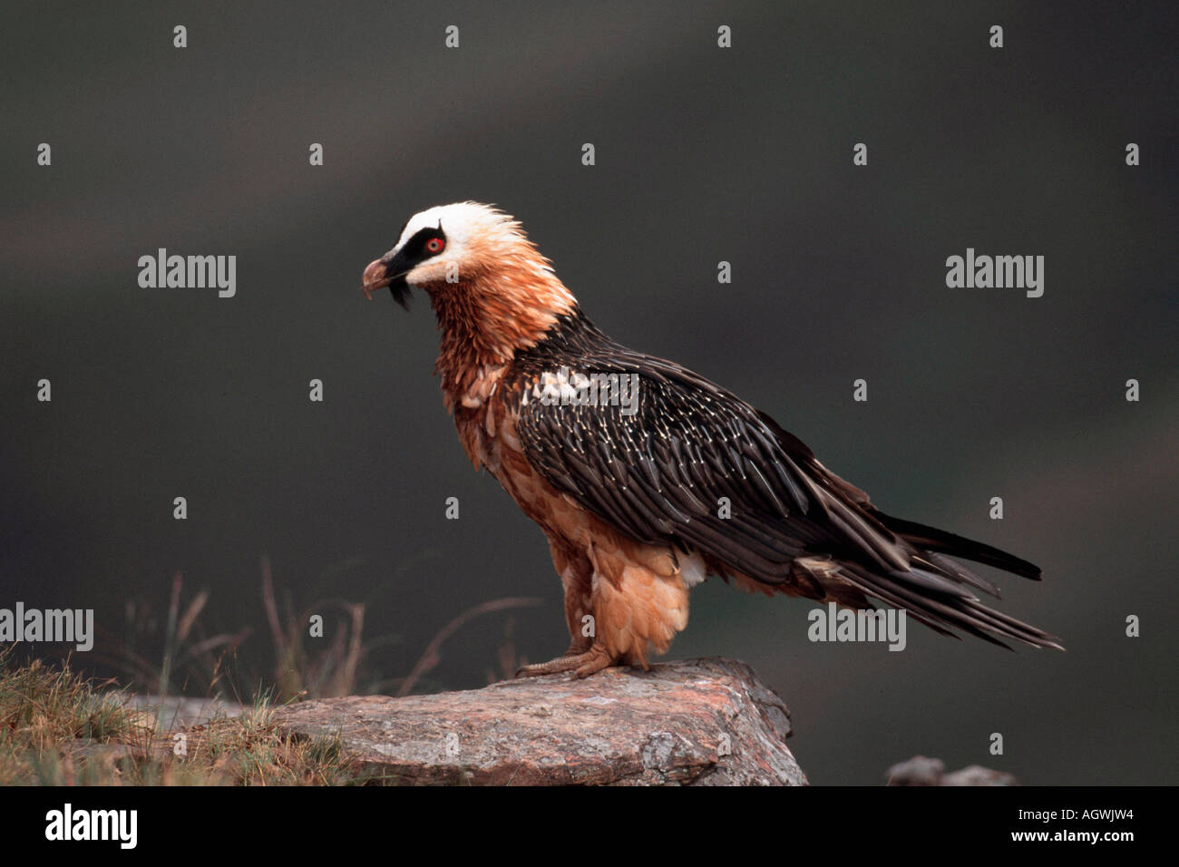 Bearded Vulture / Bartgeier / Laemmergeier Stock Photo - Alamy