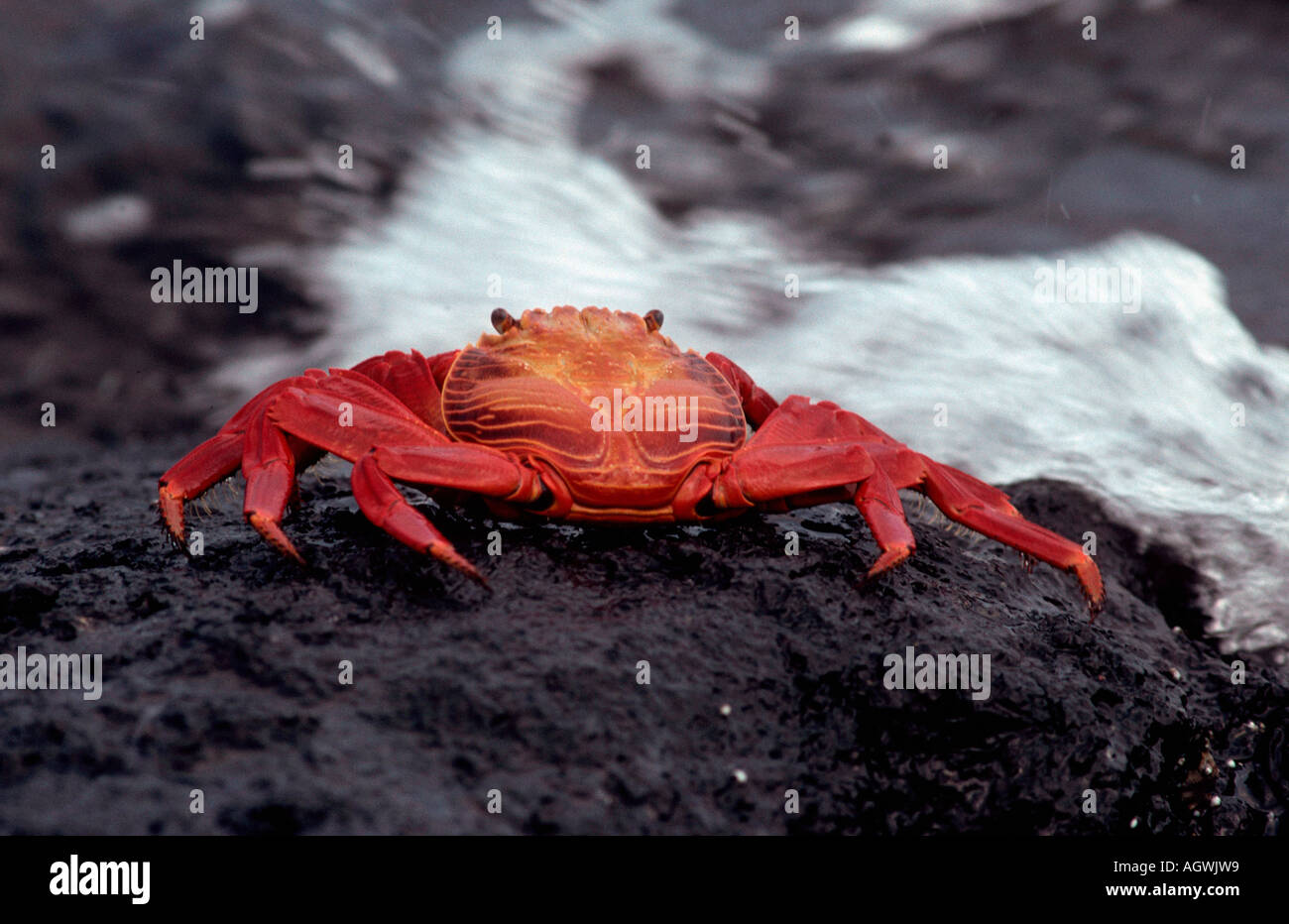 Rock Crab / Rote Felsenkrabbe Stock Photo - Alamy