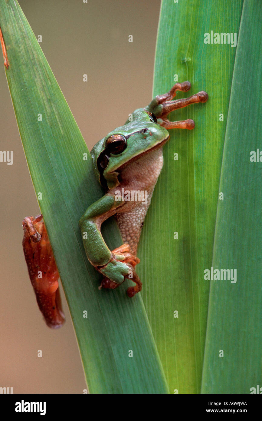 Tree Frog / Tree Toad / Laubfrosch Stock Photo - Alamy