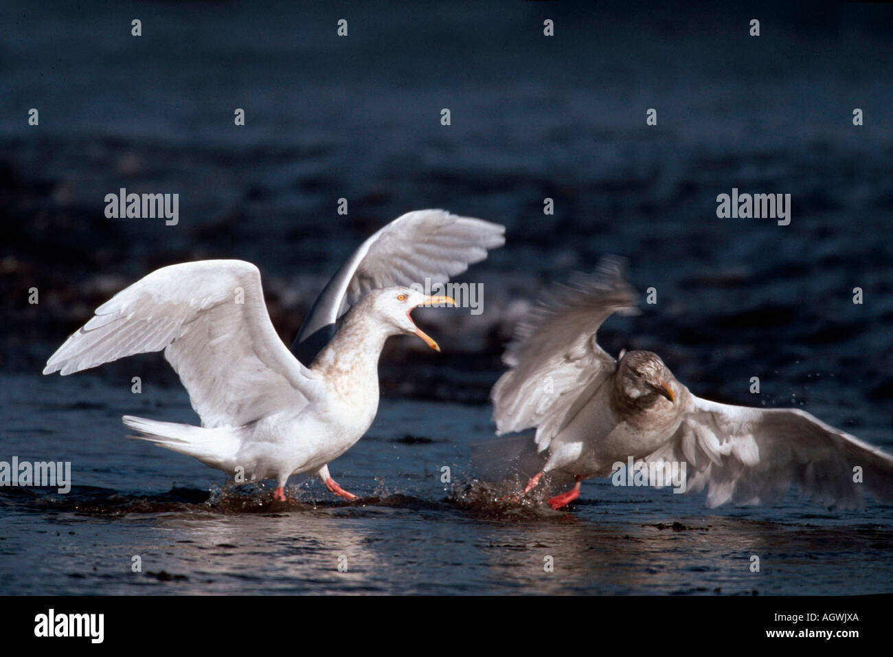 Slaty Backed Gulls High Resolution Stock Photography and Images - Alamy