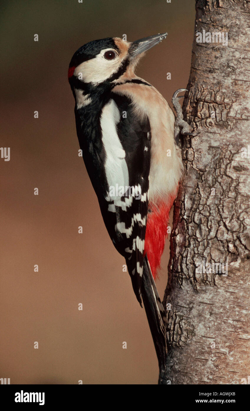 Great Spotted Woodpecker / Grosser Buntspecht Stock Photo - Alamy