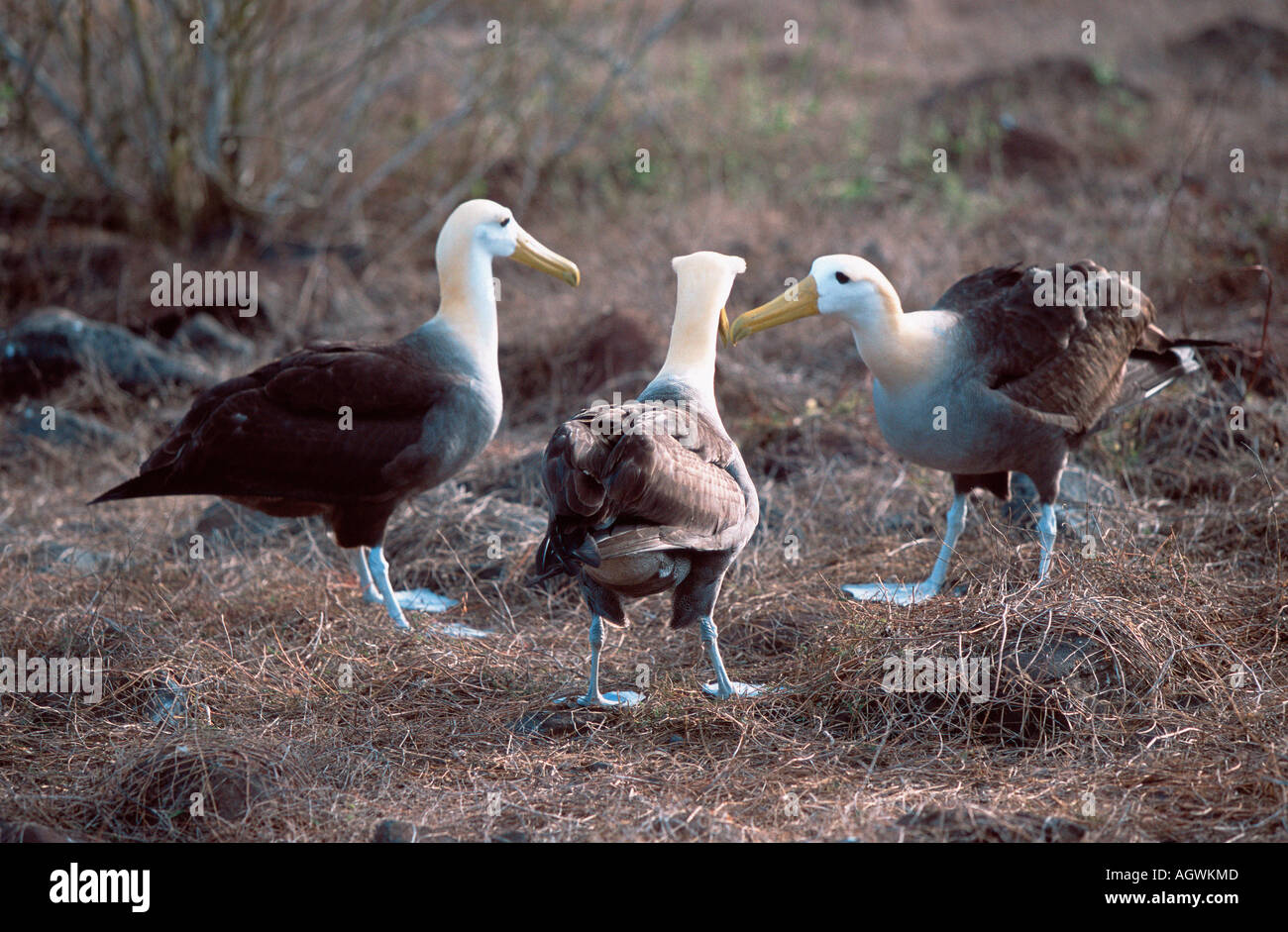Albatrosse hi-res stock photography and images - Alamy