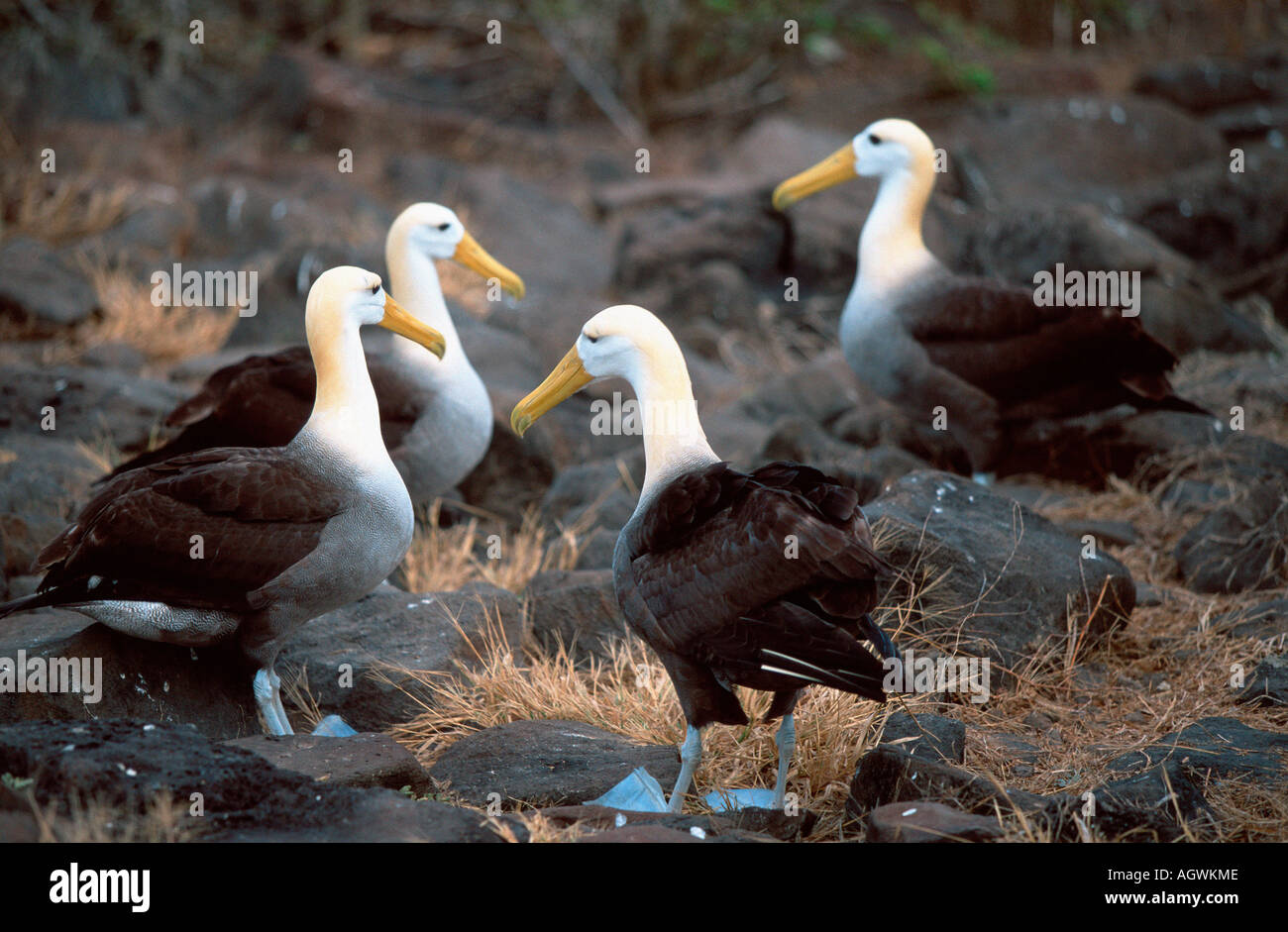 Waved Albatros / Galapagos-Albatross Stock Photo - Alamy