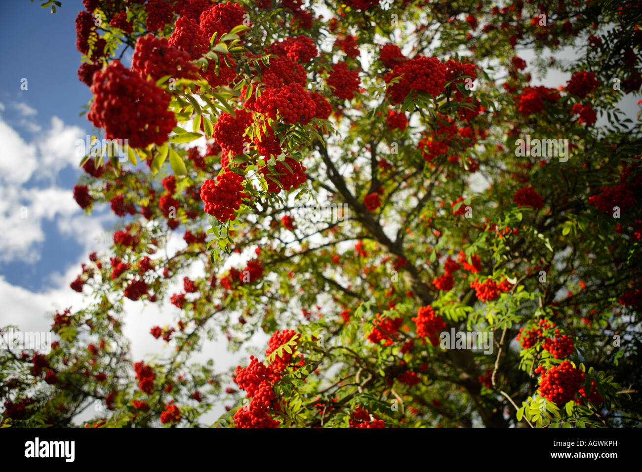 Looking Up Into Rowan Tree With Ripe Berries, UK Stock Photo - Alamy