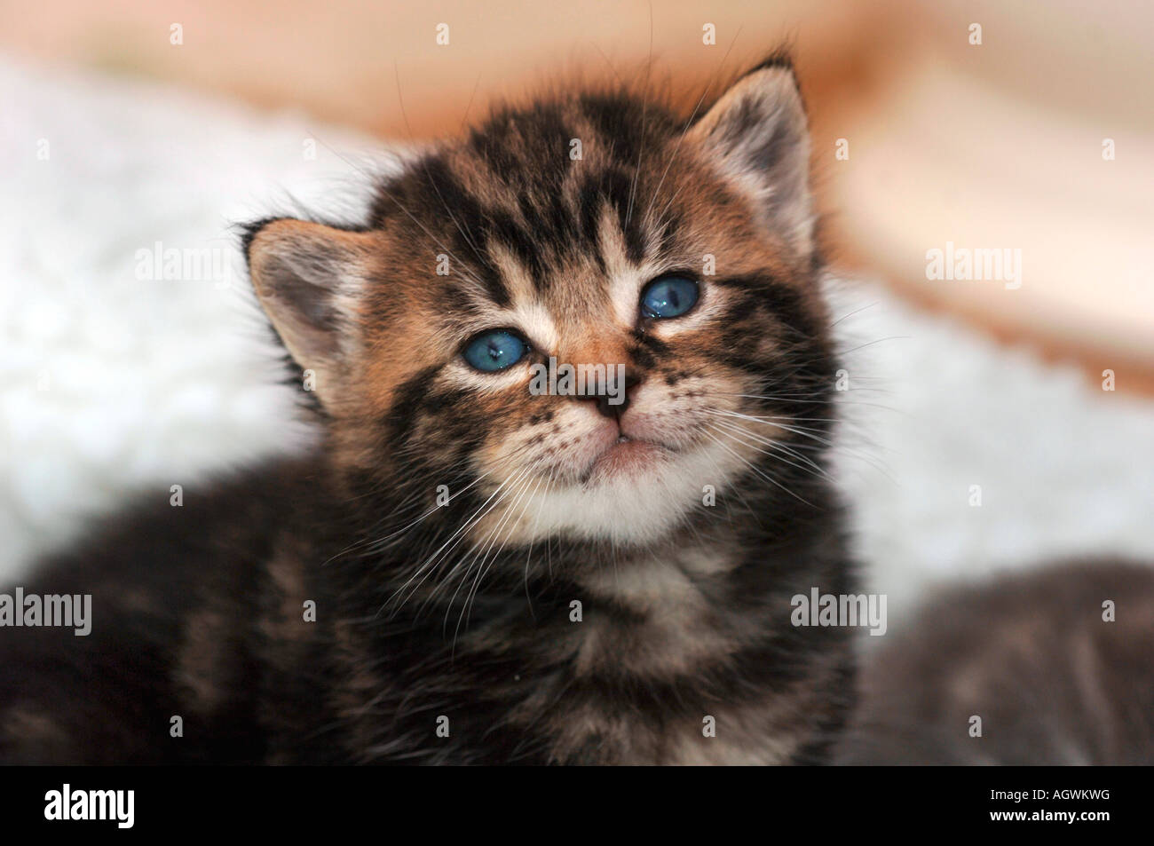 A 3 Week Old Kitten Stock Photo - Alamy